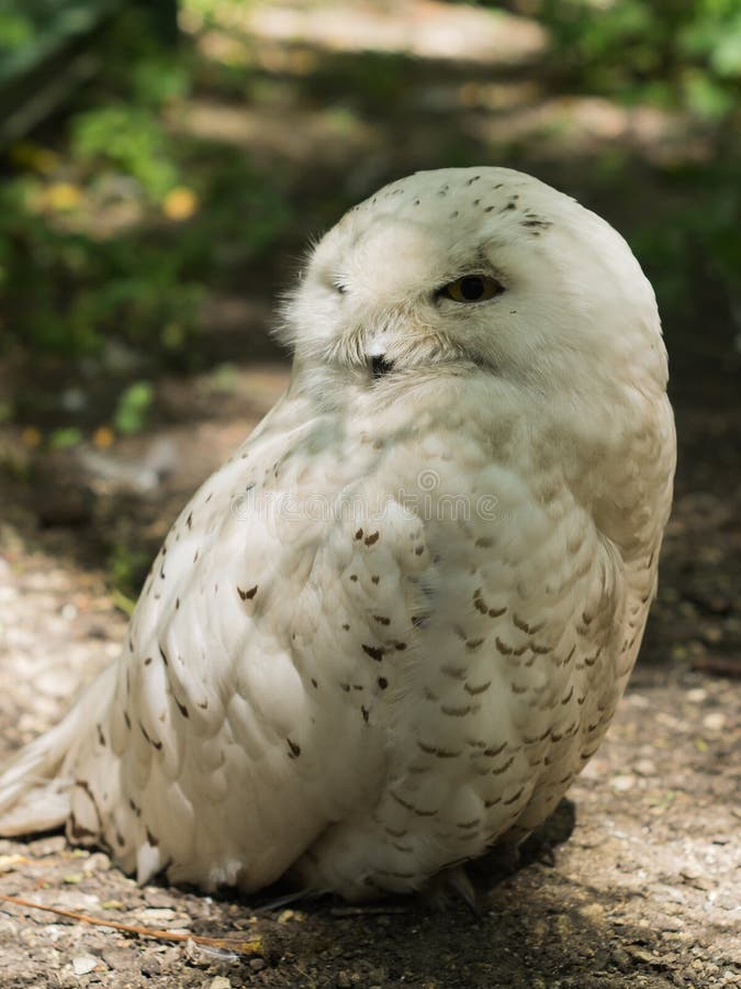 Buho Nevado imagen de archivo. Imagen de garra, pico - 46021351