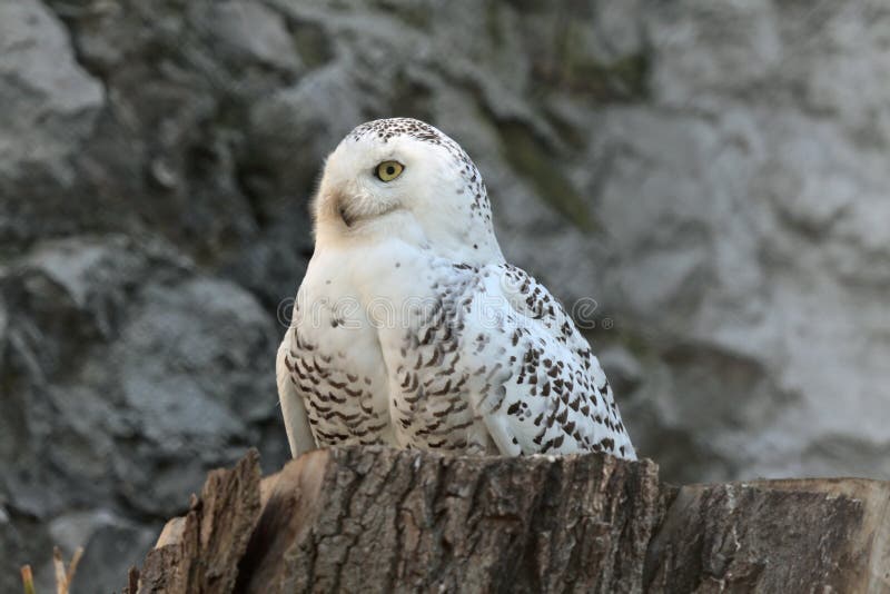 Buho Nevado foto de archivo. Imagen de siéntese, retrato - 52529390