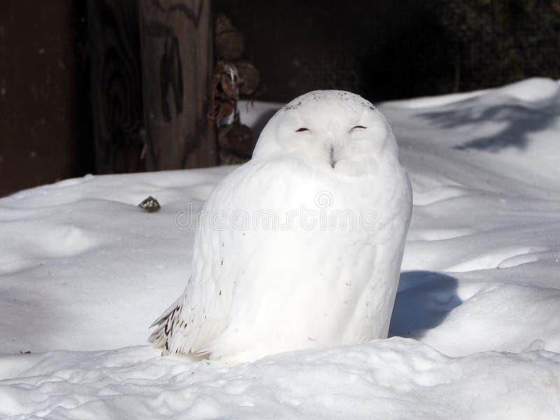 Nevado Owl Flying Low Over Un Campo Nevado Imagen de archivo - Imagen ...