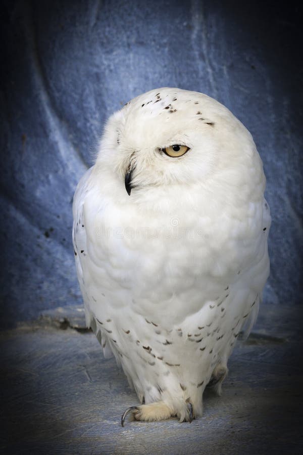 Nevado Owl Flying by foto de archivo. Imagen de ojos - 37650404