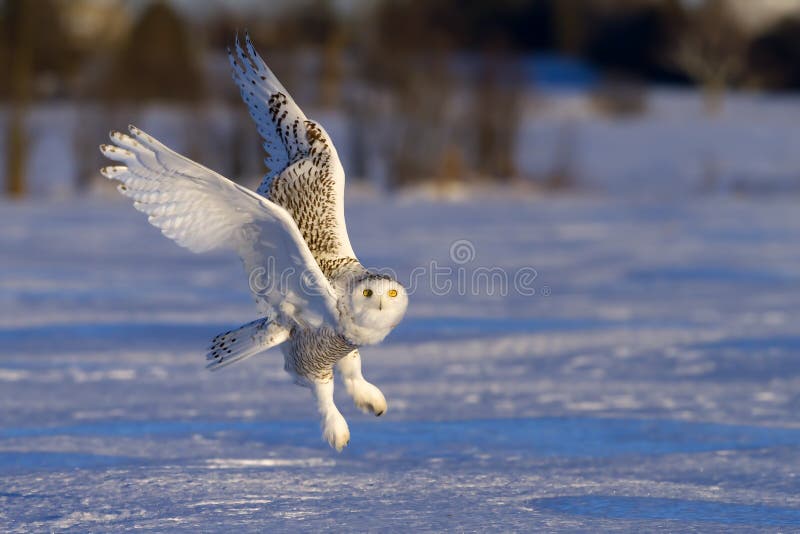 Buho Nevado en vuelo imagen de archivo. Imagen de rapaz - 23317491