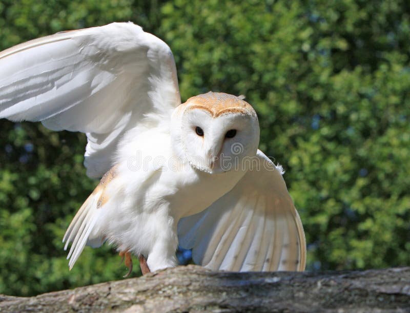 1,292 Buho En Perfil Fotos de stock - Fotos libres de regalías de ...