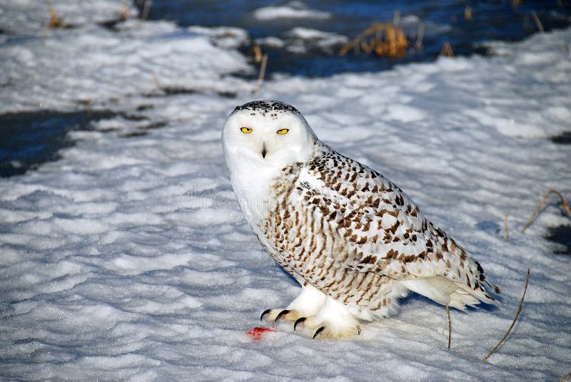 Buho Nevado en descanso imagen de archivo. Imagen de plumas - 8265053