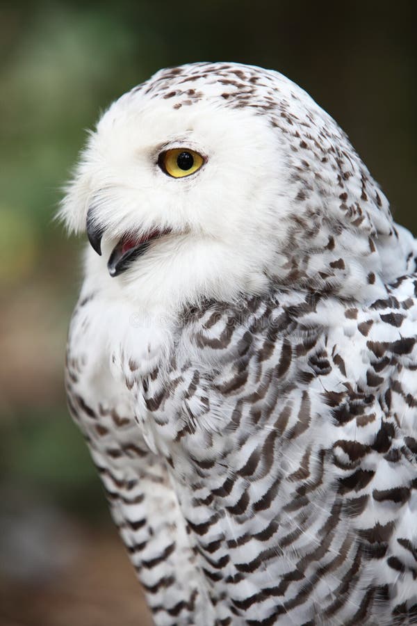 Buho Nevado (scandiacus Del Bubón) Foto de archivo - Imagen de ...