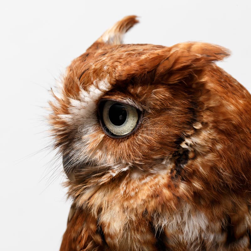 Buho rojo imagen de archivo. Imagen de primer, retrato - 26956919