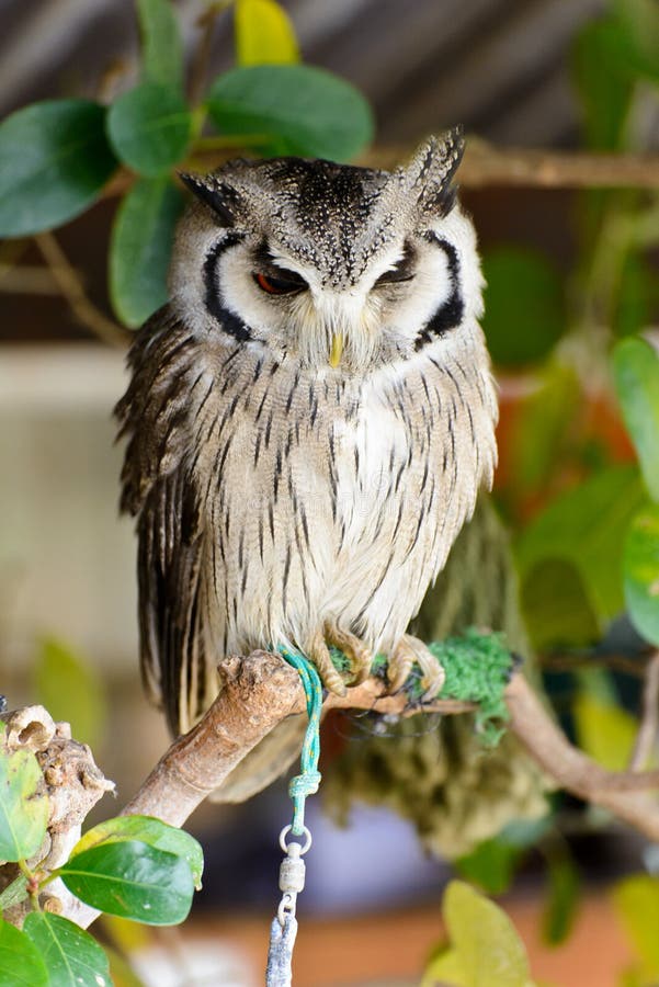 Buho hecho frente blanco foto de archivo. Imagen de guantelete - 50891608