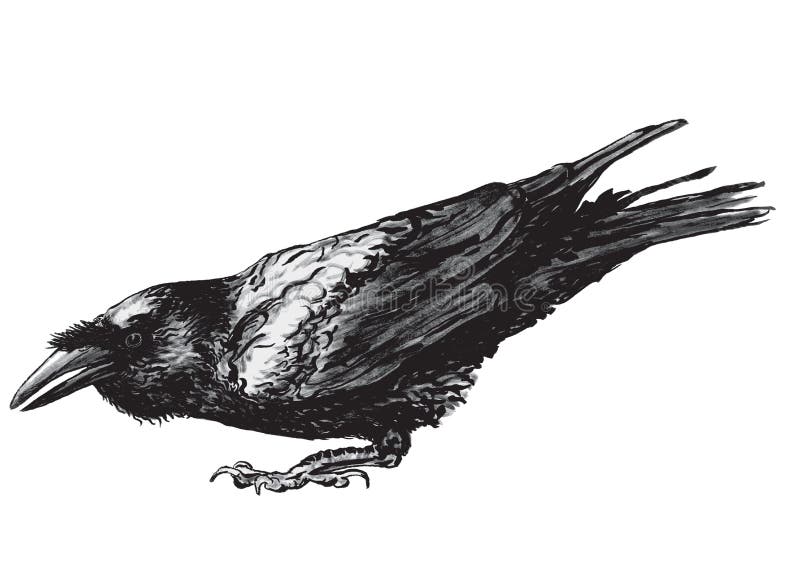 Buigende raaf vector illustratie. Illustration of zwart - 23447604