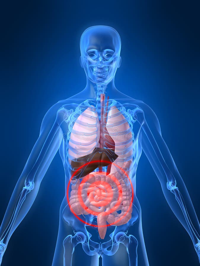 Buikpijn stock illustratie. Illustration of intern, orgaan - 2809876