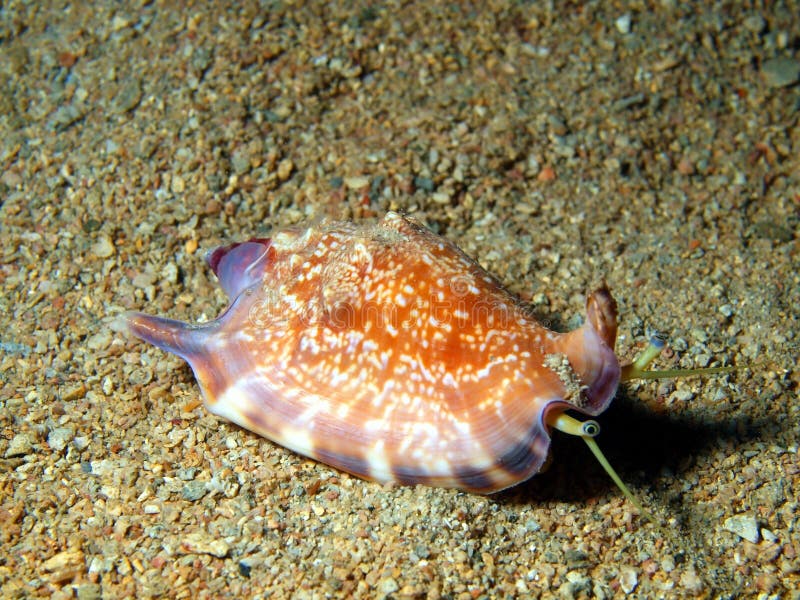 Het Weekdier Van Buikpotigen, Vietnam Stock Afbeelding - Image of ...