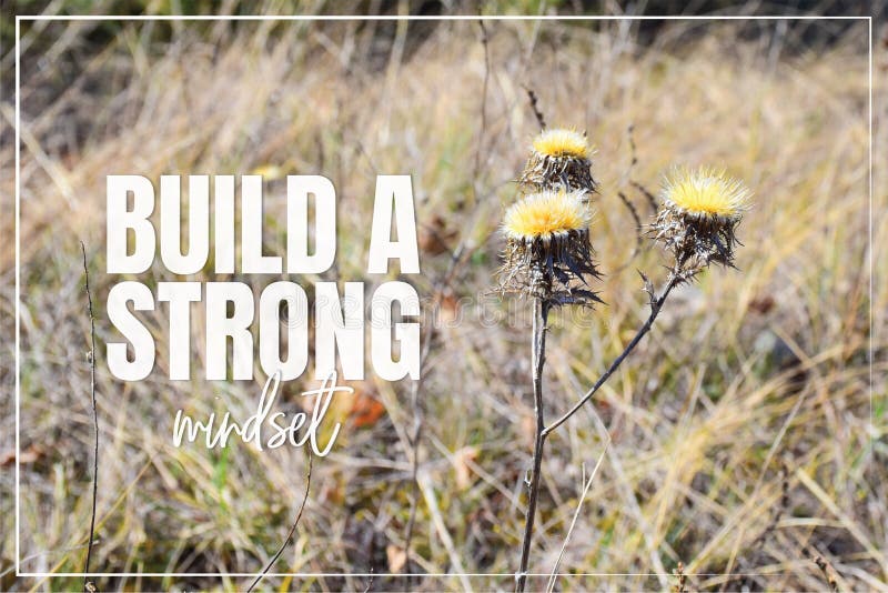 Build a Strong Mindset. Carline Thistle Carlina Vulgaris from Above ...