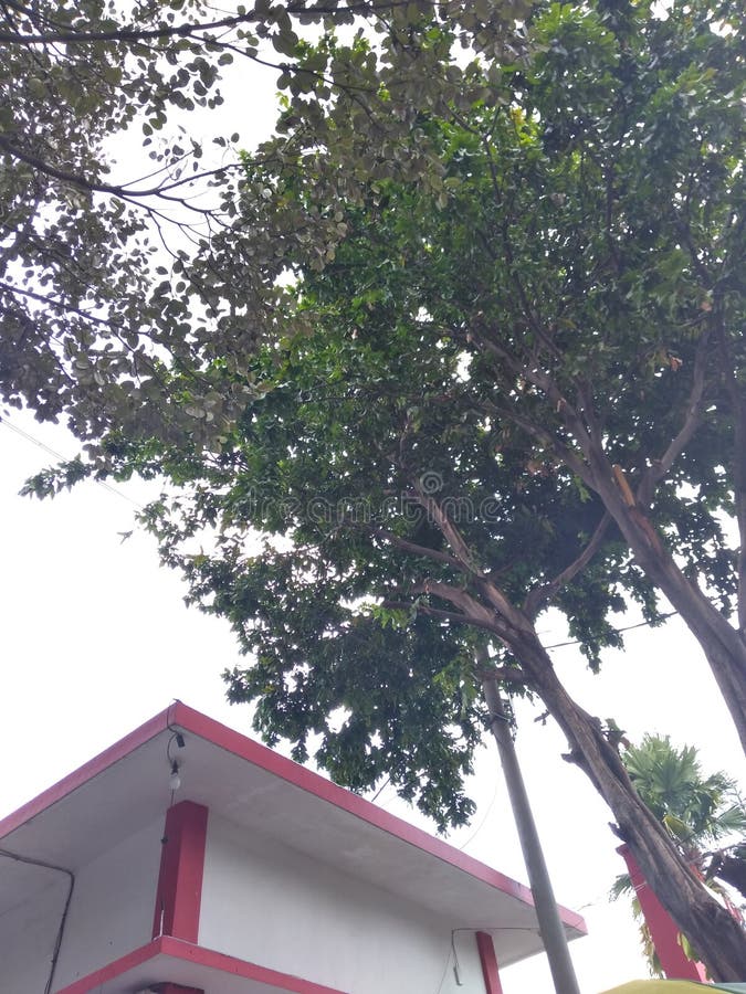 Build Tree stock photo. Image of build, itx27s, tree - 130728674