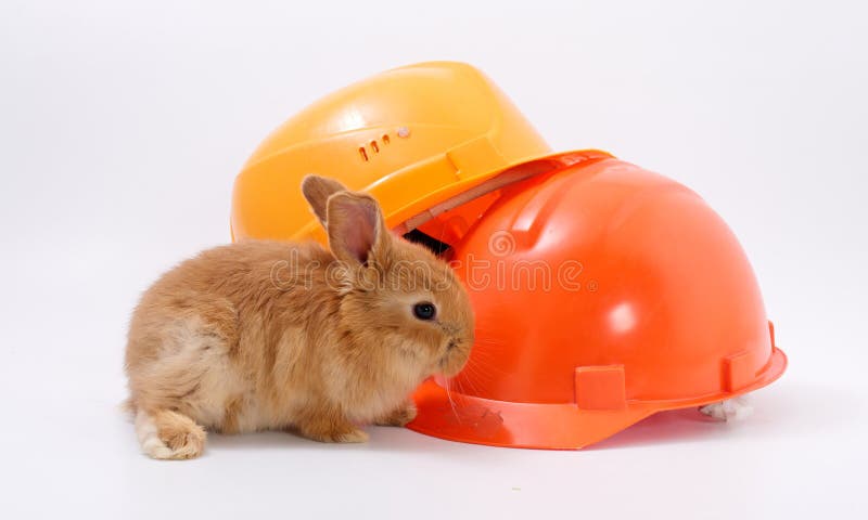 381 Construction Bunny Stock Photos - Free & Royalty-Free Stock Photos ...