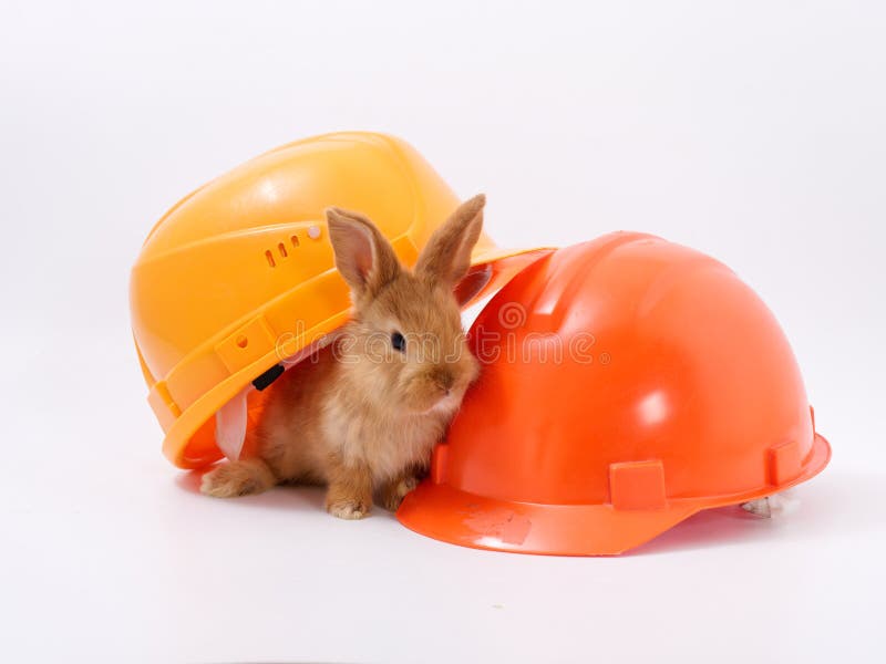 491 Construction Bunny Stock Photos - Free & Royalty-Free Stock Photos ...