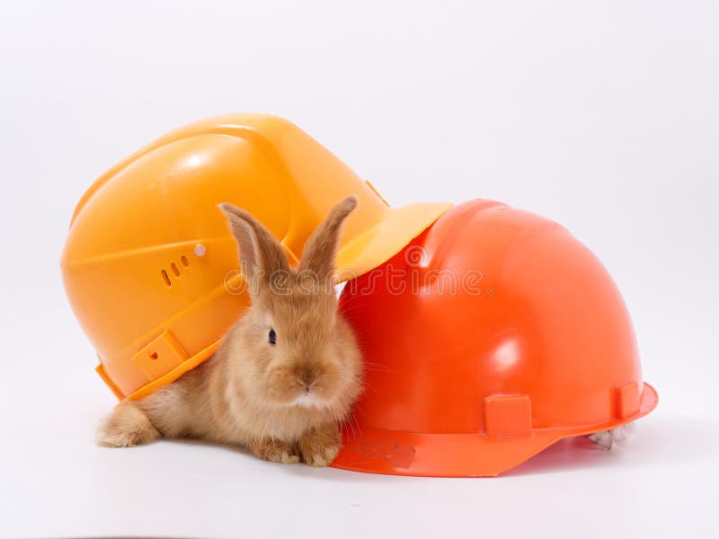 491 Construction Bunny Stock Photos - Free & Royalty-Free Stock Photos ...