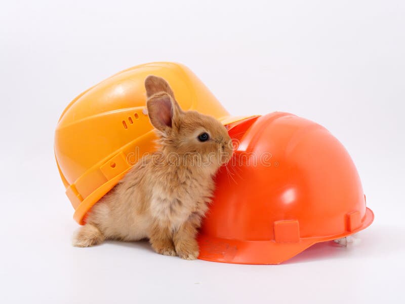 525 Construction Bunny Stock Photos - Free & Royalty-Free Stock Photos ...