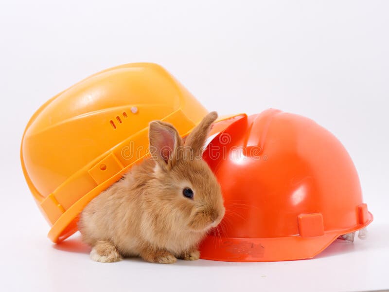 525 Construction Bunny Stock Photos - Free & Royalty-Free Stock Photos ...