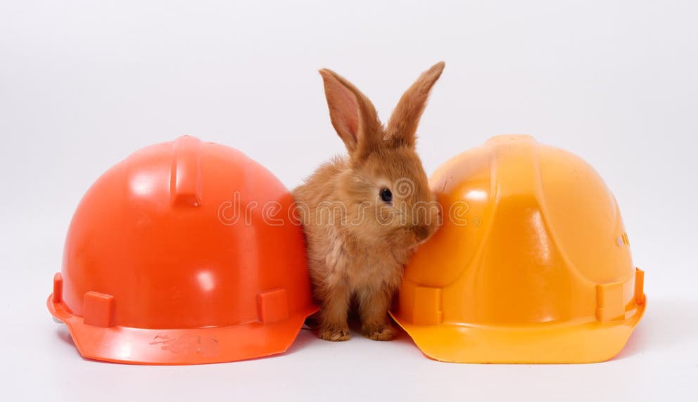 Builder S Day, Symbol of the Year Easter Bunny in a Construction Helmet ...