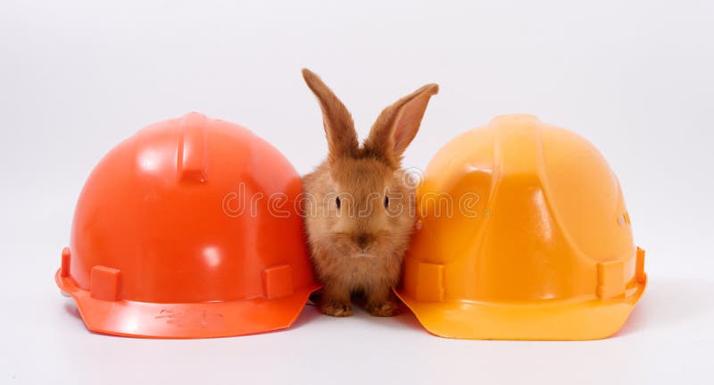 465 Construction Bunny Stock Photos - Free & Royalty-Free Stock Photos ...
