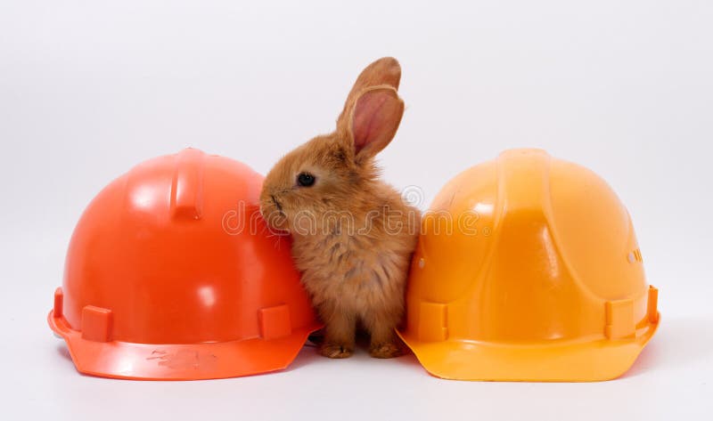 381 Construction Bunny Stock Photos - Free & Royalty-Free Stock Photos ...