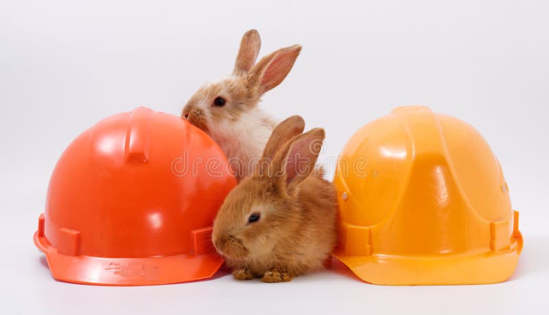 Builder S Day, Symbol of the Year Easter Bunny in a Construction Helmet ...