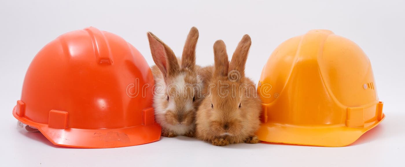 547 Construction Bunny Stock Photos - Free & Royalty-Free Stock Photos ...