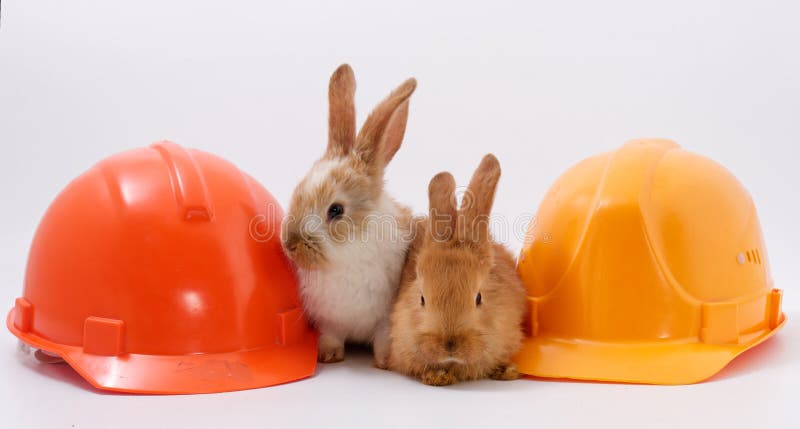 Builder S Day, Symbol of the Year Easter Bunny in a Construction Helmet ...