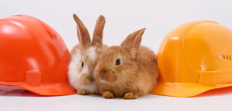 Builder S Day, Symbol of the Year Easter Bunny in a Construction Helmet ...
