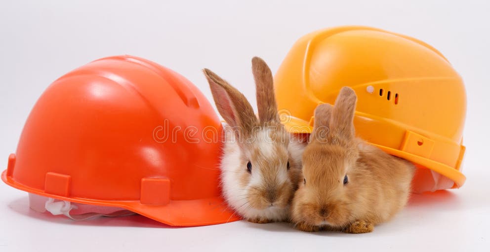 547 Construction Bunny Stock Photos - Free & Royalty-Free Stock Photos ...