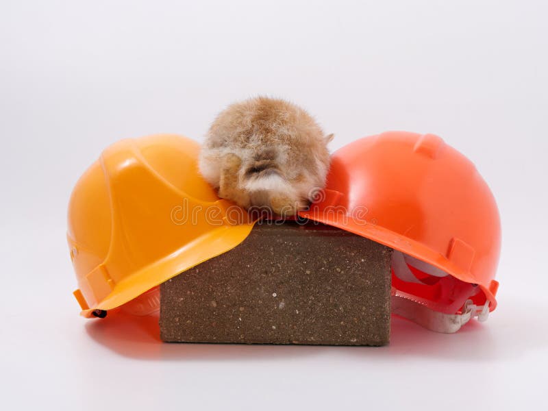 Builder S Day, Symbol of the Year Easter Bunny in a Construction Helmet ...
