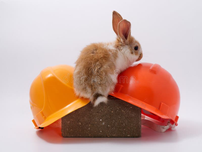 547 Construction Bunny Stock Photos - Free & Royalty-Free Stock Photos ...
