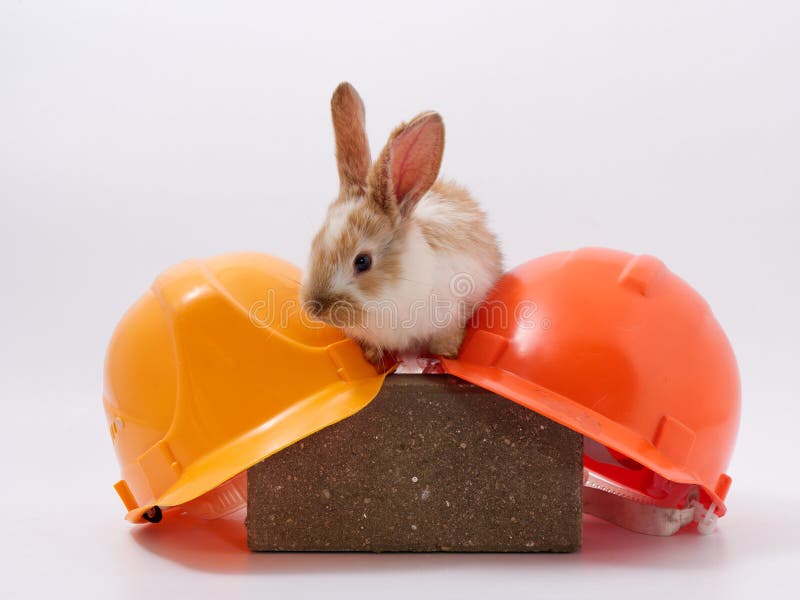 465 Construction Bunny Stock Photos - Free & Royalty-Free Stock Photos ...