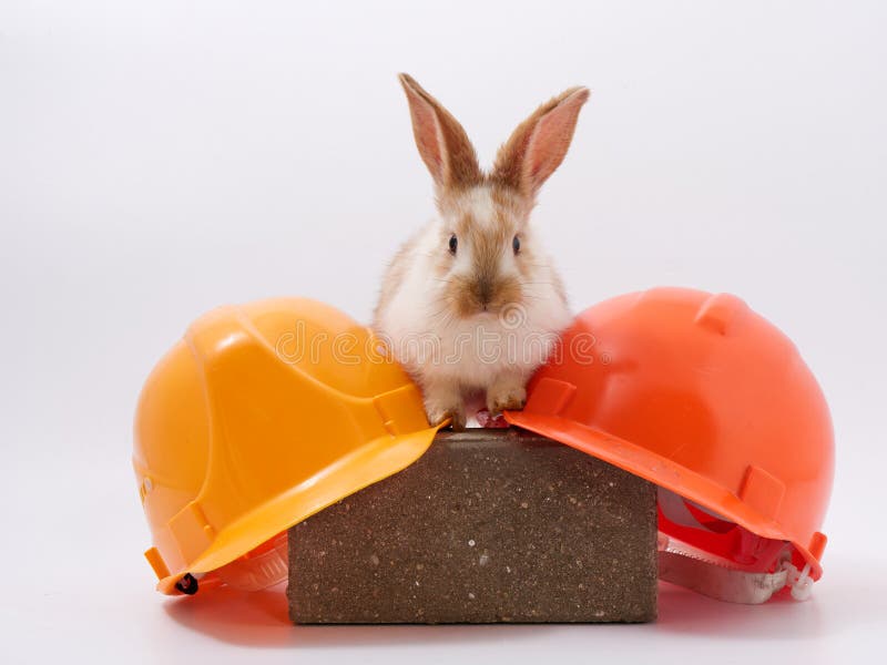 Builder S Day, Symbol of the Year Easter Bunny in a Construction Helmet ...