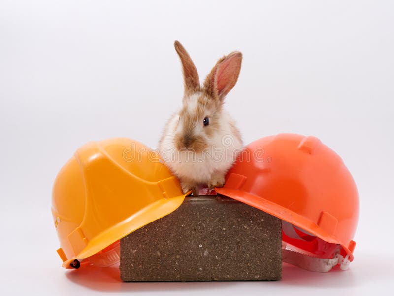 381 Construction Bunny Stock Photos - Free & Royalty-Free Stock Photos ...