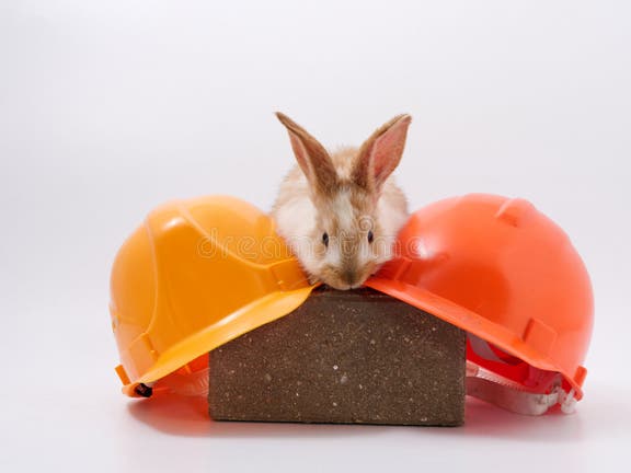 Builder S Day, Symbol of the Year Easter Bunny in a Construction Helmet ...