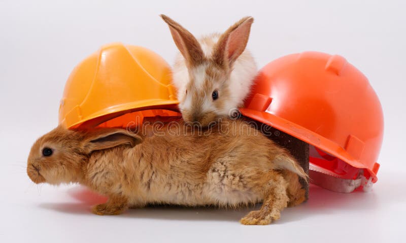 Builder S Day, Symbol of the Year Easter Bunny in a Construction Helmet ...