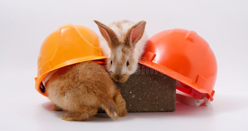 465 Construction Bunny Stock Photos - Free & Royalty-Free Stock Photos ...