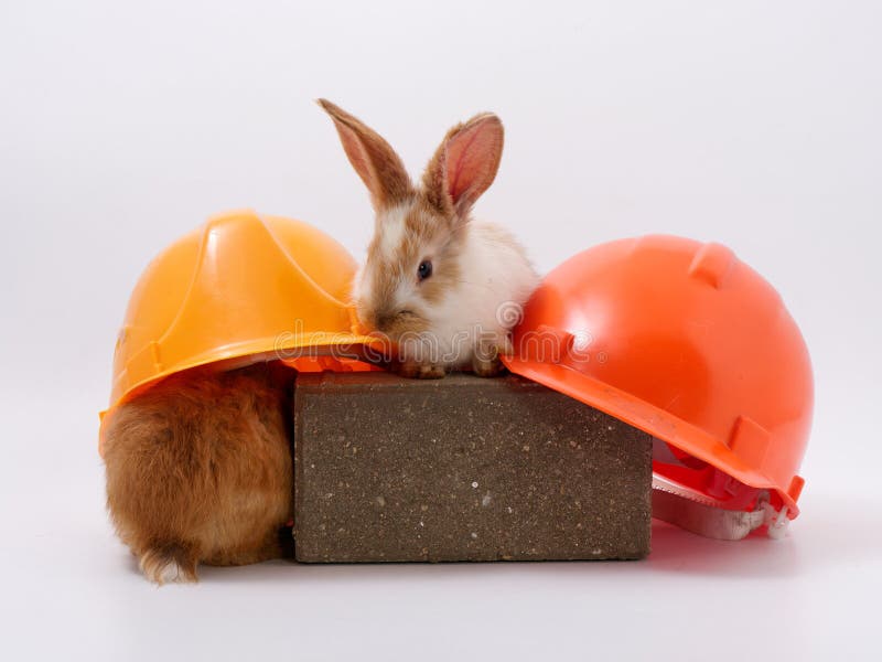 Builder S Day, Symbol of the Year Easter Bunny in a Construction Helmet ...