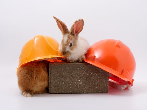 Builder S Day, Symbol of the Year Easter Bunny in a Construction Helmet ...