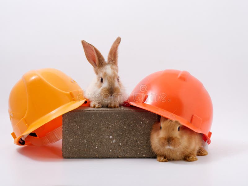 381 Construction Bunny Stock Photos - Free & Royalty-Free Stock Photos ...