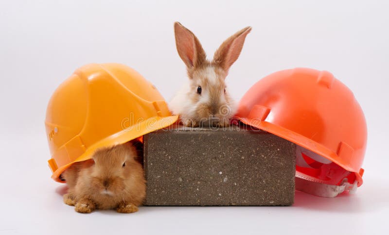 465 Construction Bunny Stock Photos - Free & Royalty-Free Stock Photos ...
