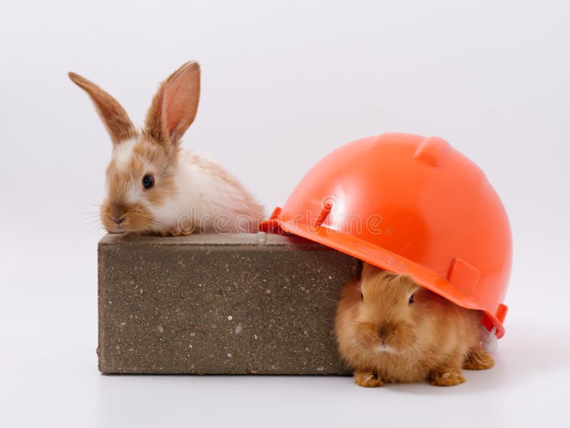 Builder S Day, Symbol of the Year Easter Bunny in a Construction Helmet ...
