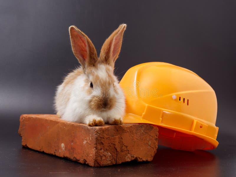 Builder S Day, Symbol of the Year Easter Rabbit on a Building Brick ...