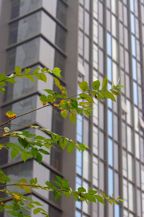 Building stock image. Image of leaves, plant, chinese - 3331233
