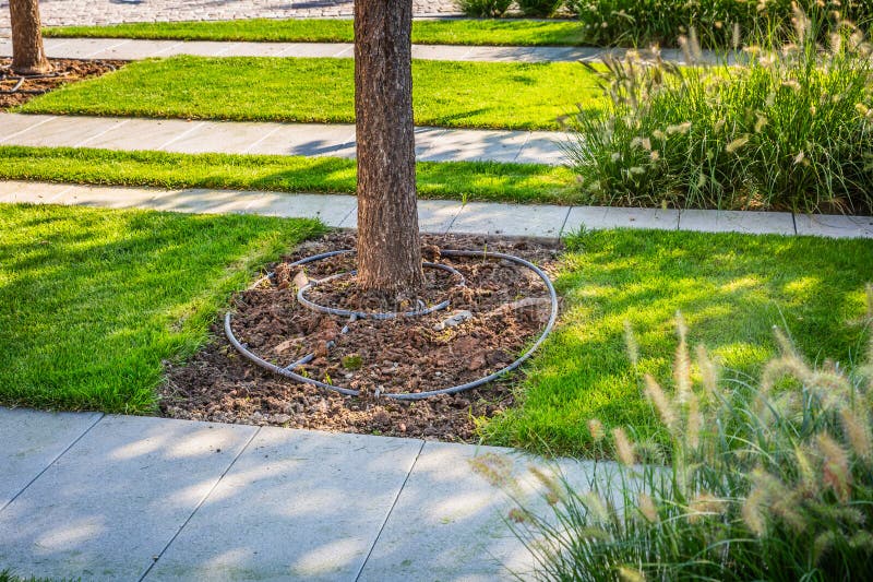 Building Automatic Watering for a Tree in Garden or Park. Lawn and Tree ...