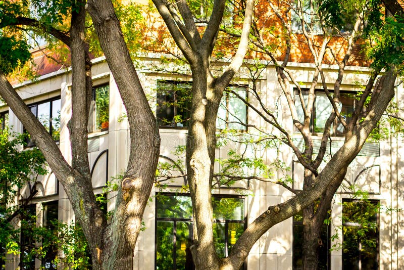 Building Behind the Trees in Lower Manhattan, New York. Stock Image ...