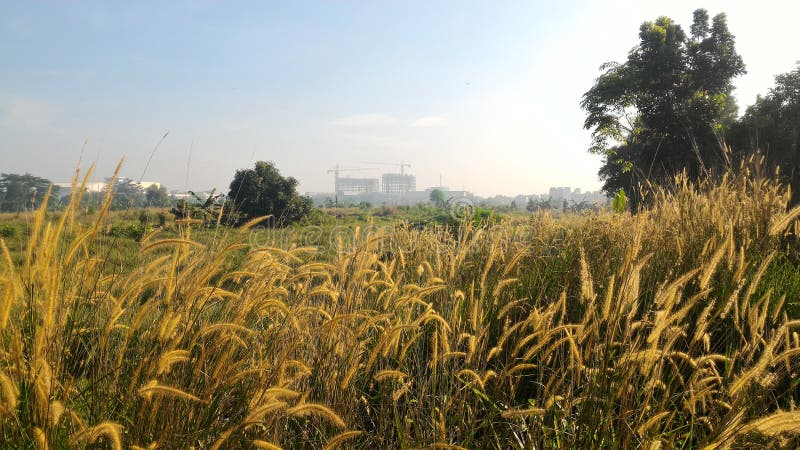 Building Construction Seen from the Fields Stock Photo - Image of field ...