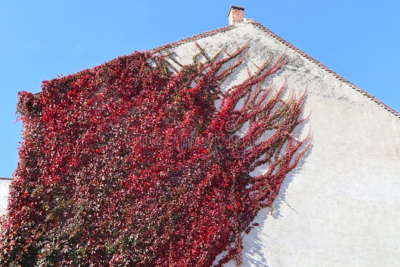 Building Covered with Climbing Plants in Autumn Stock Photo - Image of ...