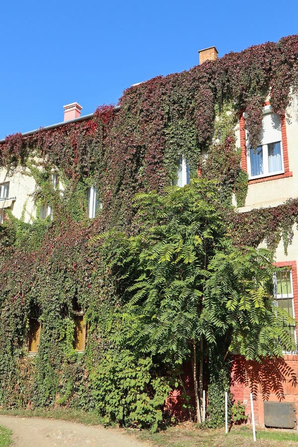 Building Covered with Climbing Plants in Autumn Stock Image - Image of ...