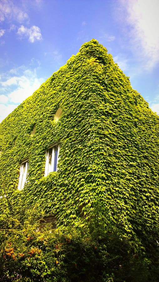 Building Covered by Green Ivy Leaves Stock Image - Image of trim ...