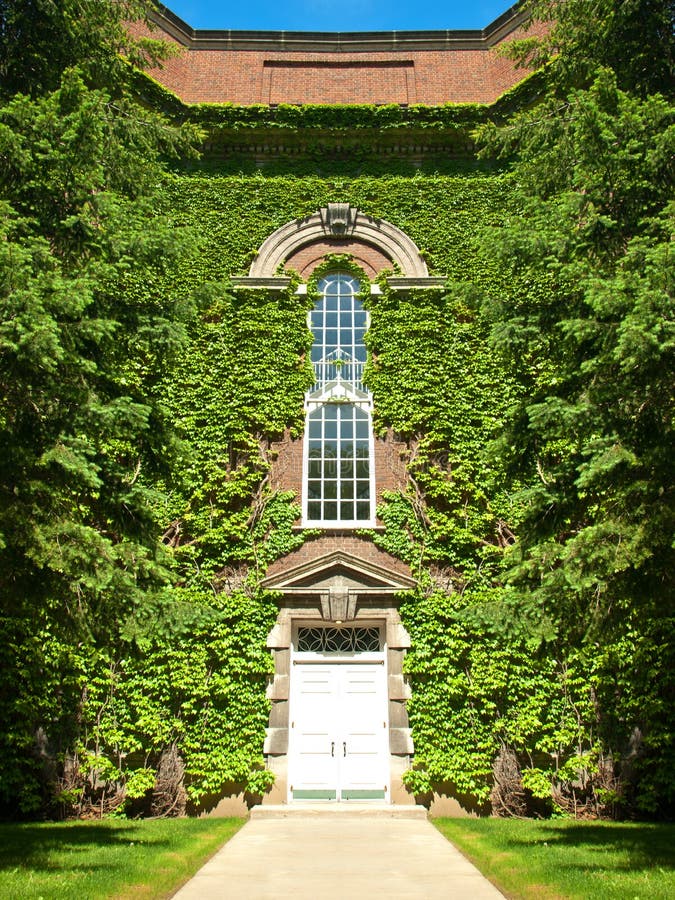 Building covered in ivy stock photo. Image of vertical - 31247500